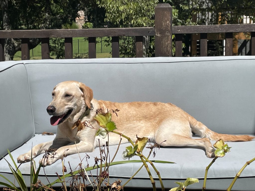 Orrin Ingram - Riverview Farm Kennel - THE British Labrador Kennel